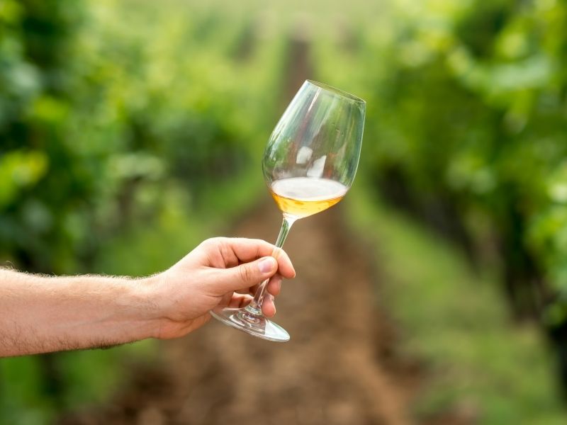 Top Scoring Wines to Watch This Year - Vintegrity Wine & Spirits